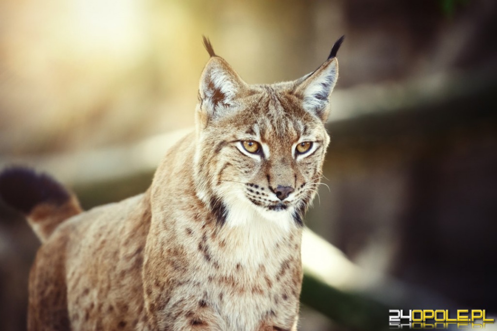 Polski ryś najpiękniejszy w Europie. Poczta Polska świętuje - Wiadomości
