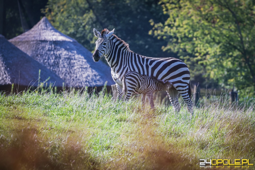 W opolskim zoo urodziła się zebra równikowa - Wiadomości